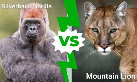 Gorilla Vs Lion