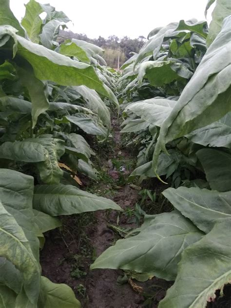 Strengthening The Activity Of Oxidase Such As Peroxidase And Ascorbate