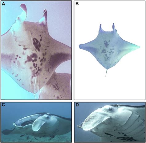 Voucher Photographs A D Of Wild Adult Female Mobula Alfredi Hamer