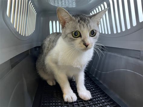 코리안숏헤어 코코 대형견책임분양 미니비숑프리제책임분양 토이푸들책임분양 골든리트리버책임분양 래브라도리트리버책임분양 닥스훈트책임분양 도베르만책임분양 말티치책임분양 말티폼책임분양