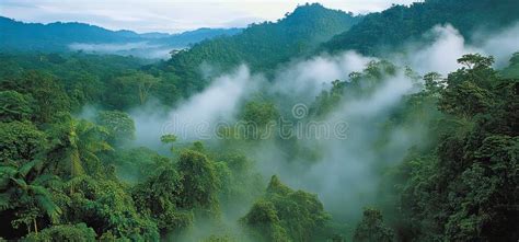 A Wide Angle View Of A Tropical Jungle Showcasing A River Sun Rays