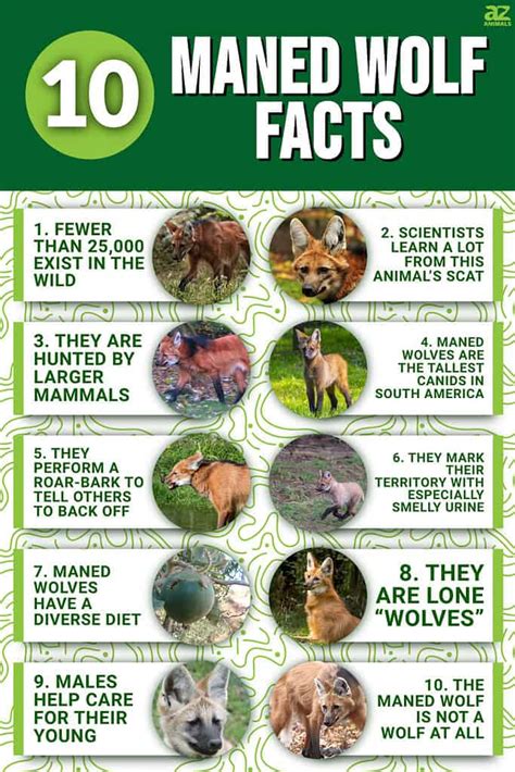 Maned Wolf Facts