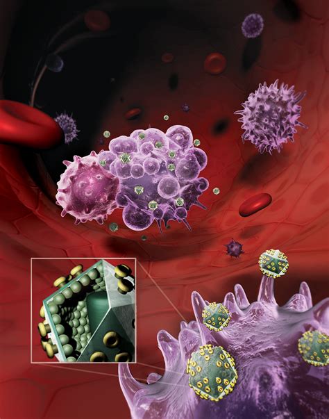 Hiv T Cell Apoptosis December 2008 Jack Watson