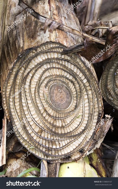 Structure Split Trunk Banana Tree Madagascar Stock Photo 518804107 Shutterstock