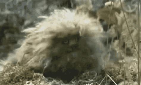 Cute Dark Crystal  Cute Darkcrystal Fizzgig Discover And Share S
