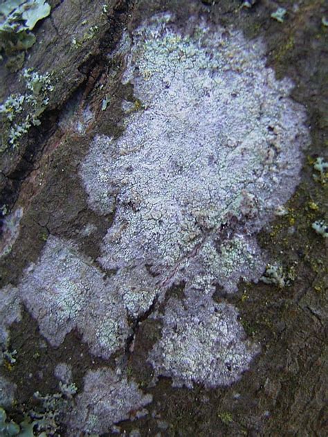What Is Lichen HubPages