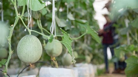 5 Basic Care Tips To Ensure Your Melon Plant Grows Quickly And Bears