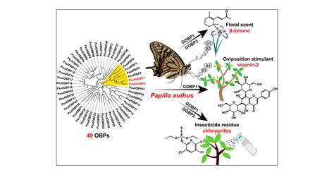 Genome Wide Analysis Of Odorant Binding Proteins In Papilio Xuthus With