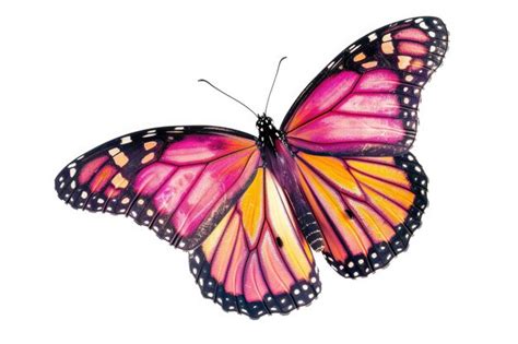 Premium Photo Beautiful Pink Monarch Butterfly Isolated On White