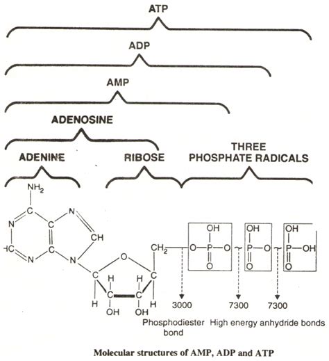 what is the structure of atp