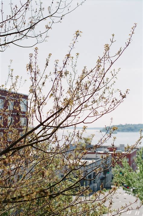 Trees In Seattle Entouriste