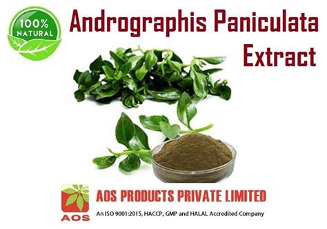 Androgrpahis Paniculata Extract Uses Benefits And Properties