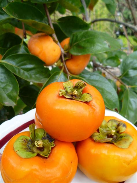 Americus Garden Inn Bed And Breakfast Baked Fuyu Persimmons