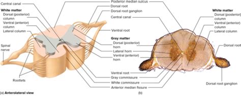 Chapter 12 Flashcards Quizlet