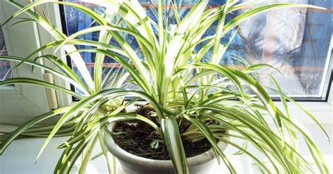 რა ხდება სახლში რომელშიც ქლოროფიტი იზრდება