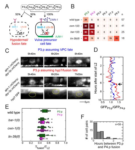Stochastic Cell Fate Decisions In Pn P Cells Download Scientific Diagram