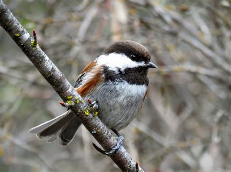 Chestnut Backed Chickadee Idaho Birds
