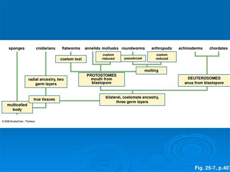 Powerlecture Chapter 25 Part I Ppt Download
