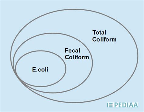 Difference Between E Coli And Coliform Pediaacom