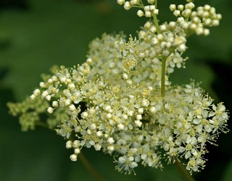 Herb Of The Month Meadowsweet February 2020 Desert Willow Botanicals