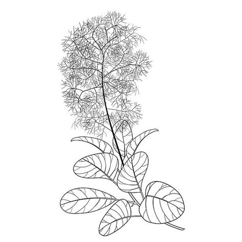 10 Cotinus Stock Illustrations Royalty Free Vector Graphics And Clip