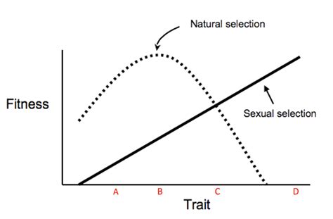 Solved Where Is The Trait Optimum For Females What Is The