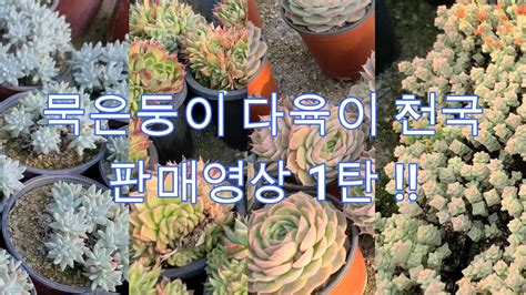 묵은둥이 다육이 판매영상 1 주문은 계속 받습니다 Youtube