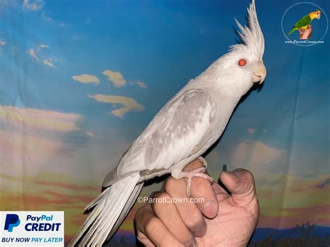 Blue Cockatiel Bird