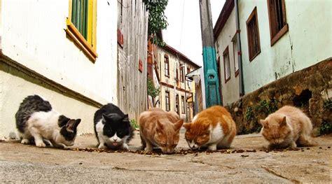 Cómo Ayudar A Los Gatos Callejeros Y Ferales Normas Cuidados Y