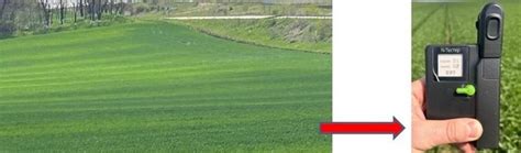 Результат ранней подкормки озимой пшеницы