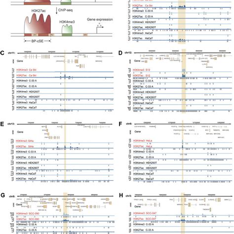 Hpv Integration Generates Seven Bp Cses In Six Hpv Positive Cell Lines