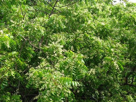 Img1603 Neem Tree Aka Veppa Maram A Must Dish Made Flickr