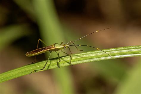 Leaf Footed Bug Insects True Free Photo On Pixabay Pixabay