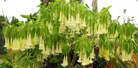 Scopolamine Flower A K A Devils Breath Deadly Plants Brugmansia Plants
