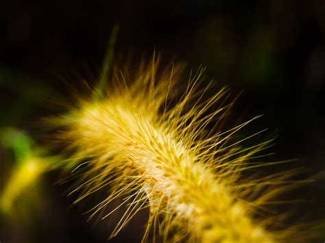 무료 이미지 추상 배경 아름다운 아름다움 희미한 식물학 선명한 닫다 색깔 세부 묘사 환경 저녁 들 플로라 숲 신선한 정원 잔디 목초지