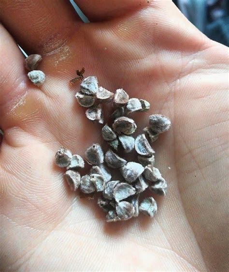 Ipomoea Muelleri Seeds Freshly Harvested Pretty Similar To Hbwr Seeds