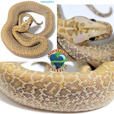 Enigma Line Hypo Granite Paradox Burmese Python By Cold Hearted Exotics