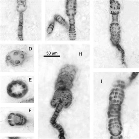 Pdf Bangiomorpha Pubescens N Gen N Sp Implications For The Evolution Of Sex