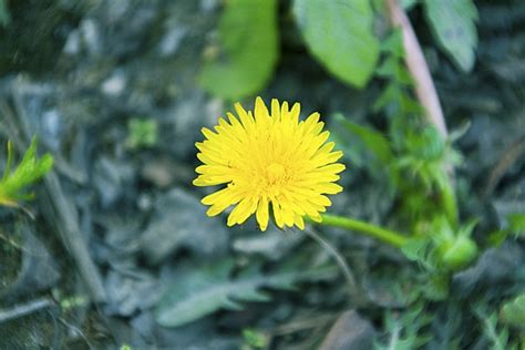 해바라기의 고화질 사진 배경 풍경 사진 컴퓨터 바탕 화면 매크로 촬영 배경 일러스트 및 사진 무료 다운로드 Pngtree