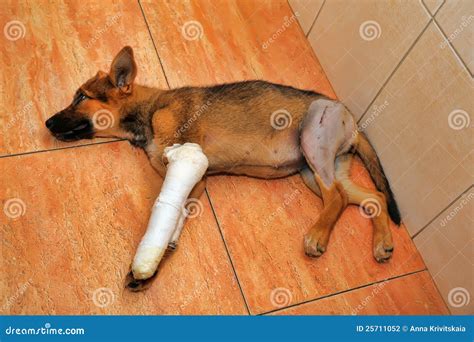 Puppy With A Broken Paw Stock Photo Image Of Healthcare 25711052