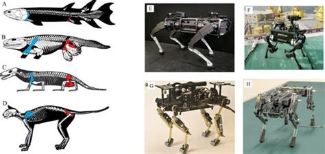 Quadruped Robot Tutorial Evolution And Extinction A New Method To