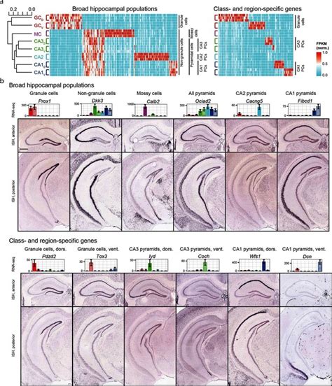 Hipposeq A Comprehensive Rna Seq Database Of Gene Expression In Hippocampal Principal Neurons