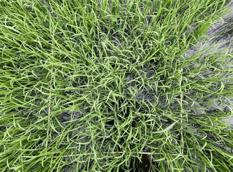 The First Assignment Received This Year By The Kunjiang Crop Protection