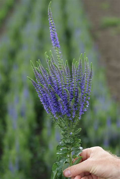 Veronica Blue Explosion Ppaf Veronica Plants Garden