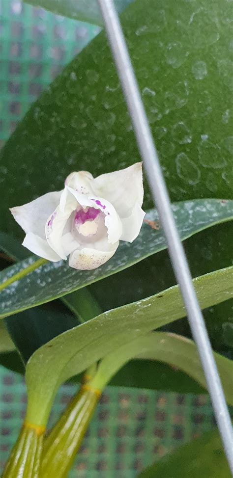 Den Aberrans Tiny Bubbles Latouria R Orchids