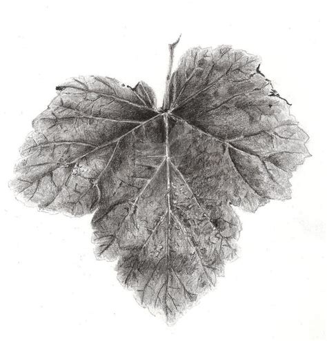 Wine Leaf By Ranunkel On DeviantArt