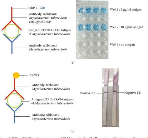 Figure 7 From Lateral Flow Immunoassay For Naked Eye Detection Of