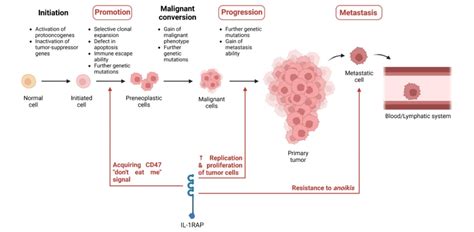 血液瘤和实体瘤的新型治疗靶点：il 1rap 知乎