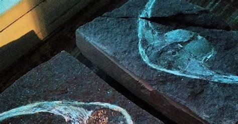 Fossil Huntress Armoured Agnatha