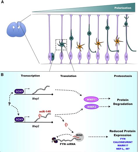 Neuronal Polarization Packs A One Two Punch Neuron